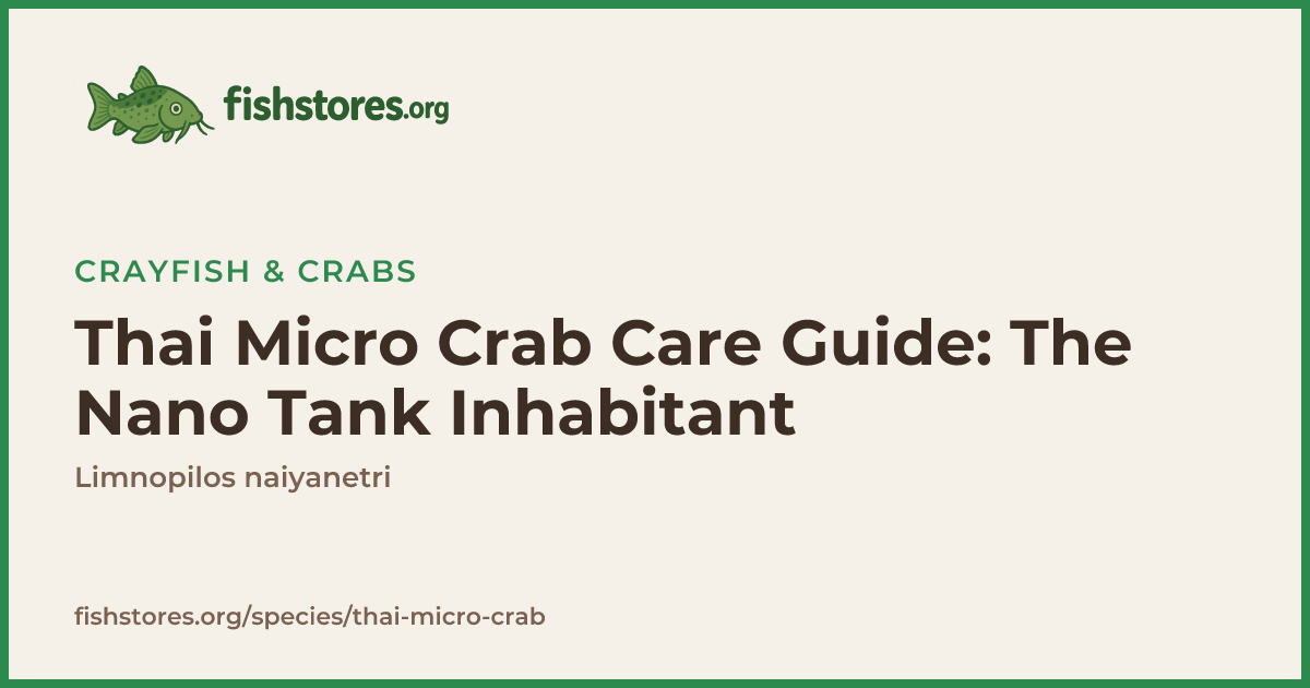 Thai Micro Crab Care: Size, Diet & Tank Mates Guide